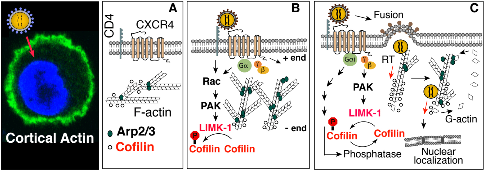 Virongy - Technologies