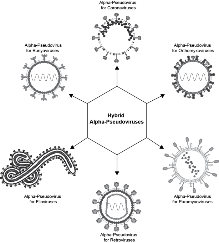 Pseudoviral Neutralization Assay Kit